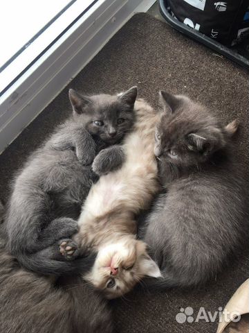 Кошка