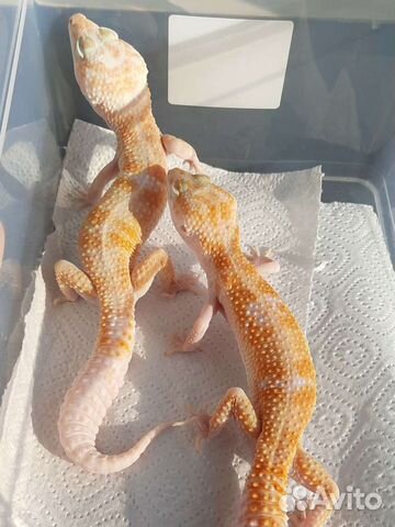 Пара эублефаров в сезоне