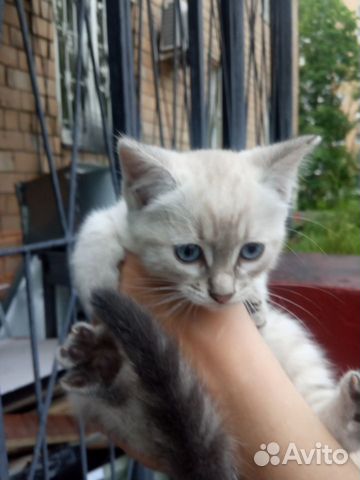 Котенок бесплатно