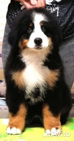 Берно деточка