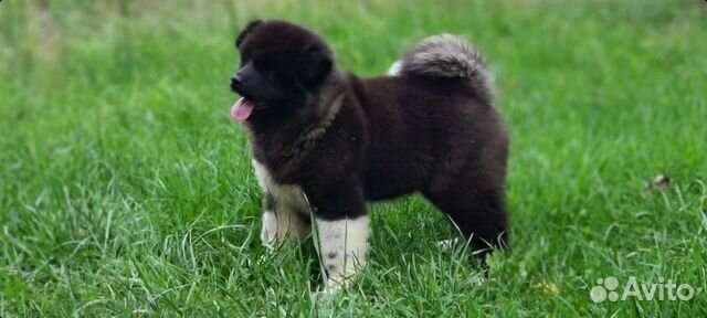 Американская акита девочка