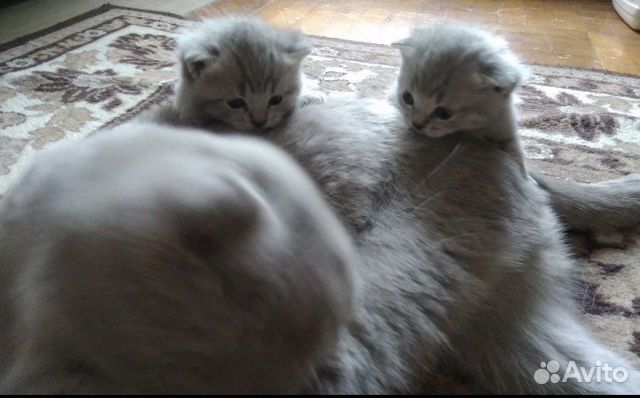 Шотландские котята