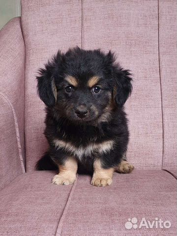 Лёня ищет дом