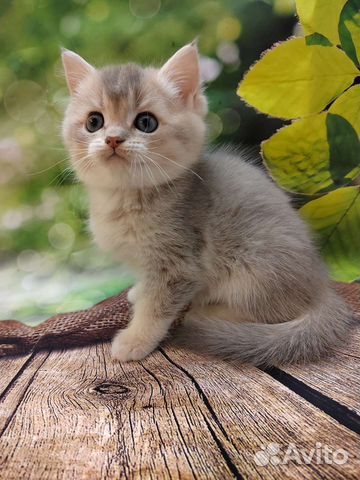 Британский мальчик