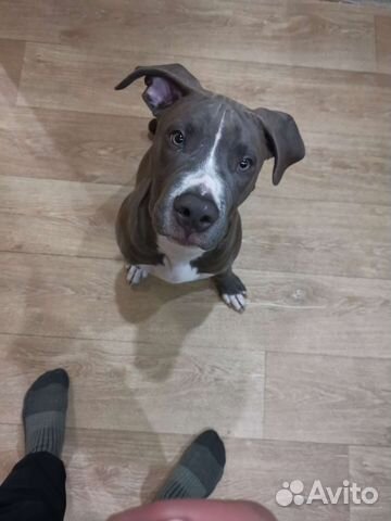 Американский питбультерьер щенки