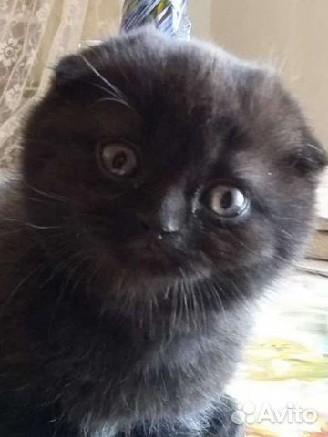 Шотландская кошечка фолд