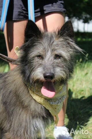 Бутуз дружелюбный пес-терьер в поиске дома