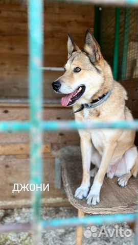 Собака из приюта