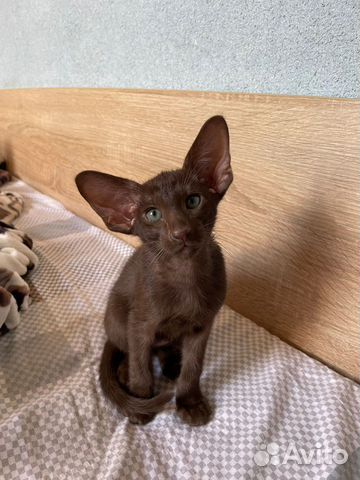 Ориентальные котята