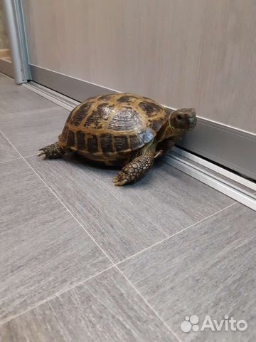 Черепаха сухопутная
