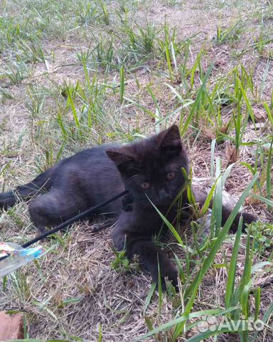 Кошечка 3,5 мес