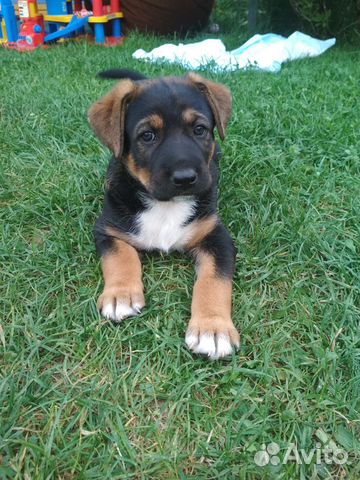 Щенок в добрые руки