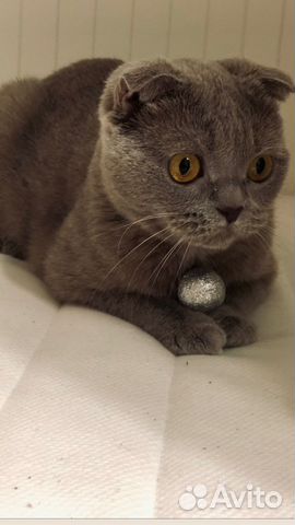 Шотландская вислоухая кошка