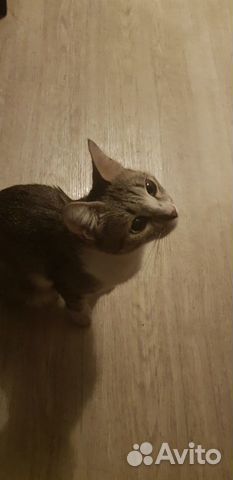 Нашли кошку. Ищем старых хозяев