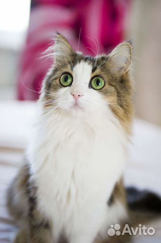 Шикарная кошка ищет дом
