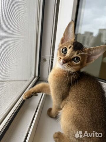 Абиссинская кошечка