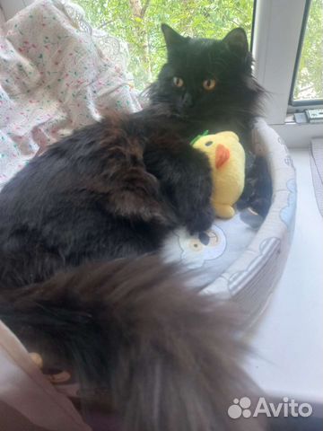 Кошка для вязки
