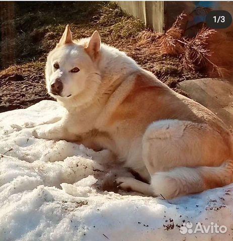 Западно сибирская лайка