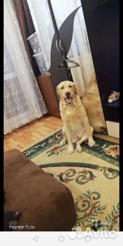 Лабрадор для вязки