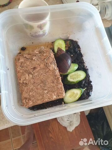 Улитки ахатины бесплатно