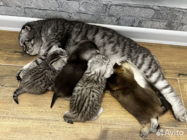 Шотландские котята