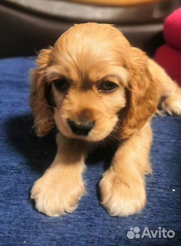 Продам щенка