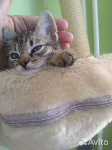 Котенок серый шпротный Малыш (видео)