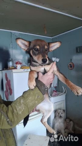 Маленькие собачки. Приют