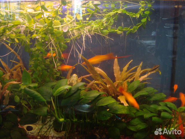 Золотой меченосец сансет Xiphophorus gold sunset