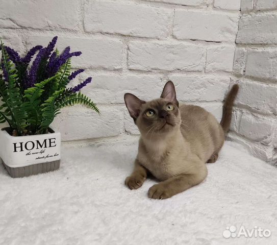 Ласковый и нежный кот