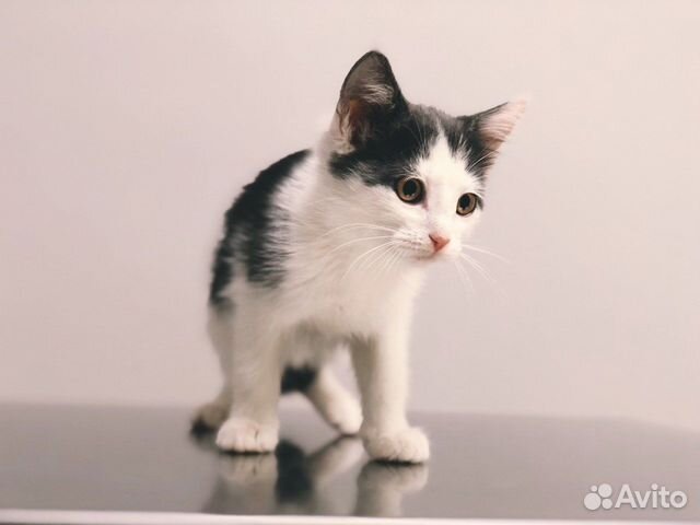 Котенок