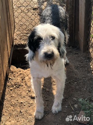 Собака в добрые руки