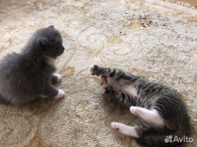 Котята бесплатно