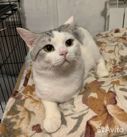 Котик в дар