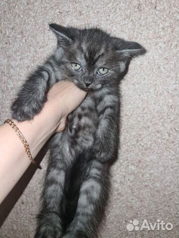 Продам шотландских котят