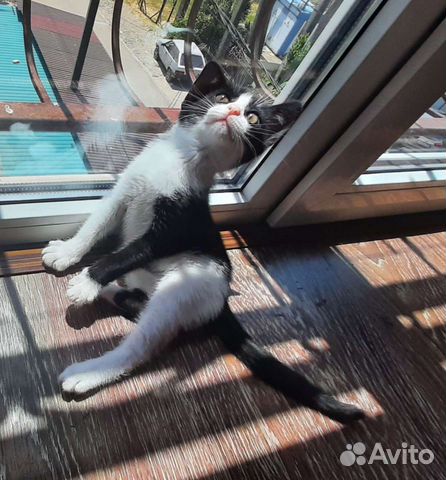 Котенок девочка в добрые руки