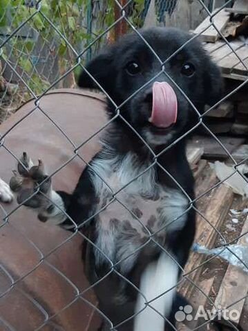 Маленькая собачка ищет дом