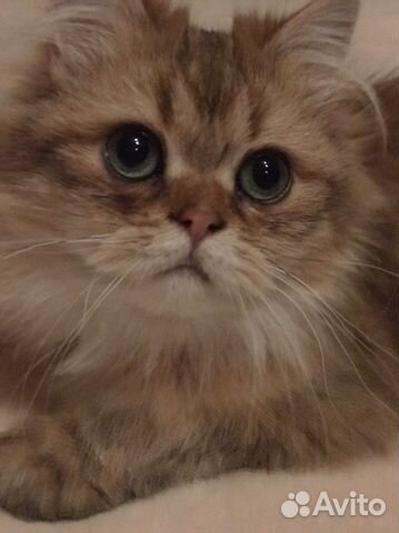 Кот британец