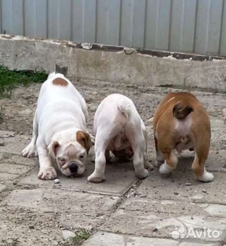 Рыжеухая Беляночка