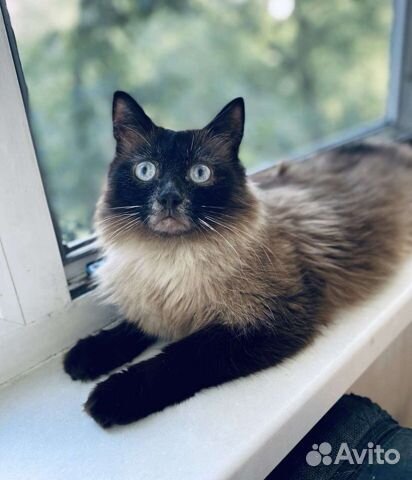 Тайский котофей Плутон в дар