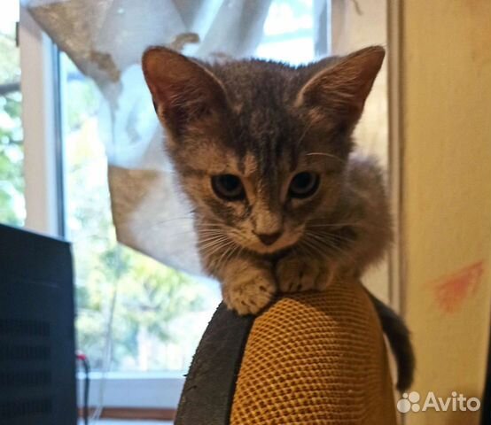 Кошка