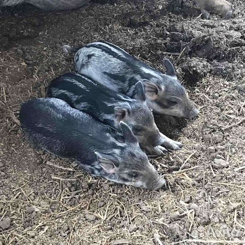 Свиньи,поросята венгерской мангалицы
