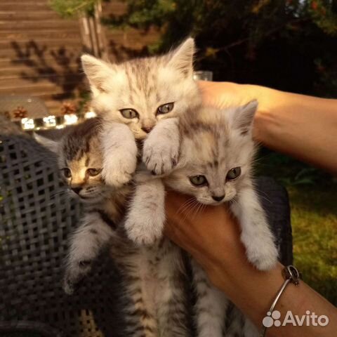 Трое котят отдам в добрые руки