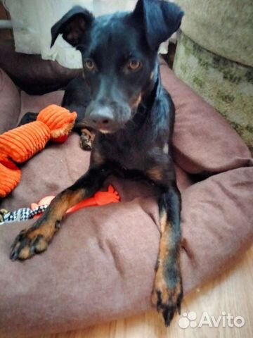 Собачка в добрые руки