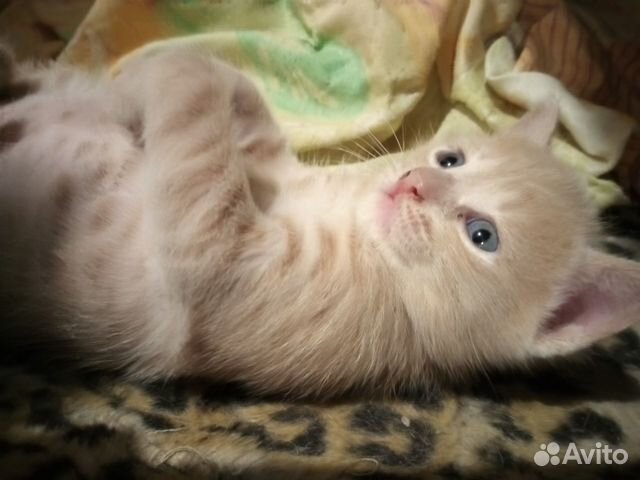 Котенок персикового цвета