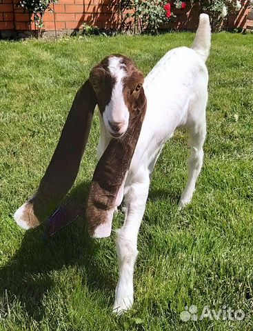 Коза камори