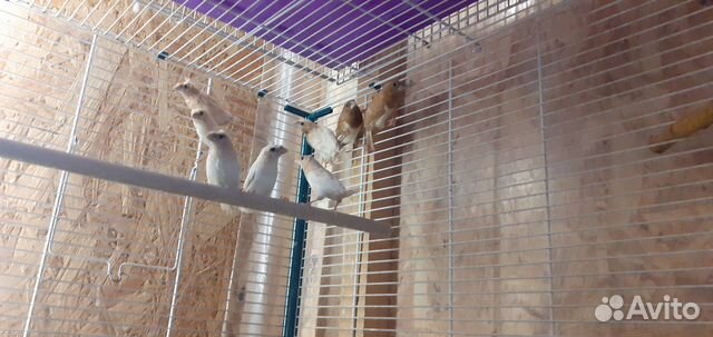 Японские амадины