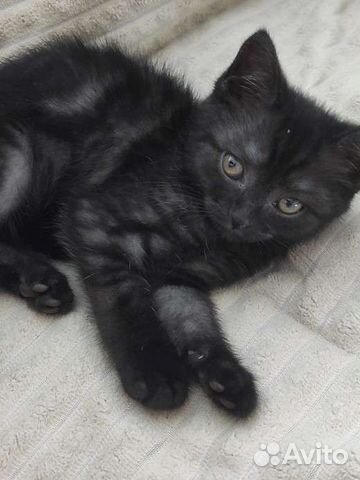 Маленькая кошечка в дар