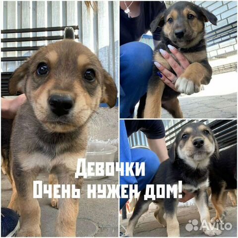 Щенки девочки задавит машина или выкинут