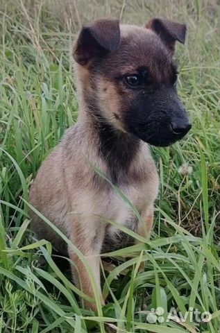 Щенки бесплатно